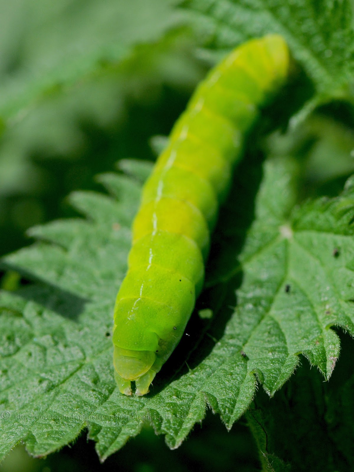 Macrophoto plaisir passion: La Méticuleuse, Phlogophora meticulosa