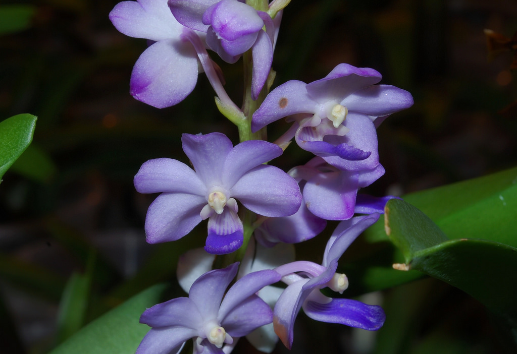 Rhynchostylis coelestis care and culture | Travaldo's blog