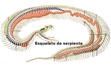 LAS SERPIENTES: ESQUELETO