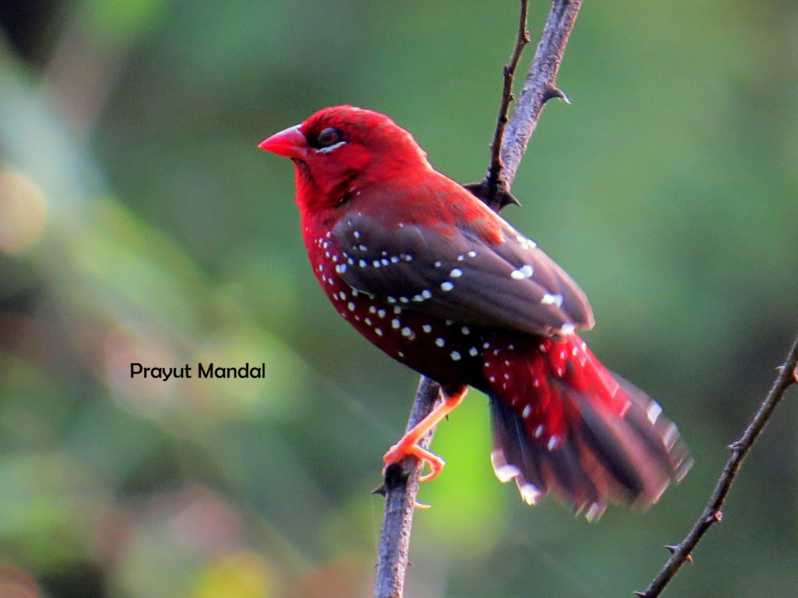Feathers Jabalpur: Red Avadavat