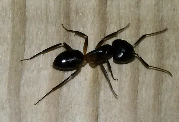 - Ants of Southern Africa -: Ant Catalogue: Southern Africa