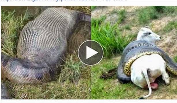 Huge Anaconda eats a cow - FOTO