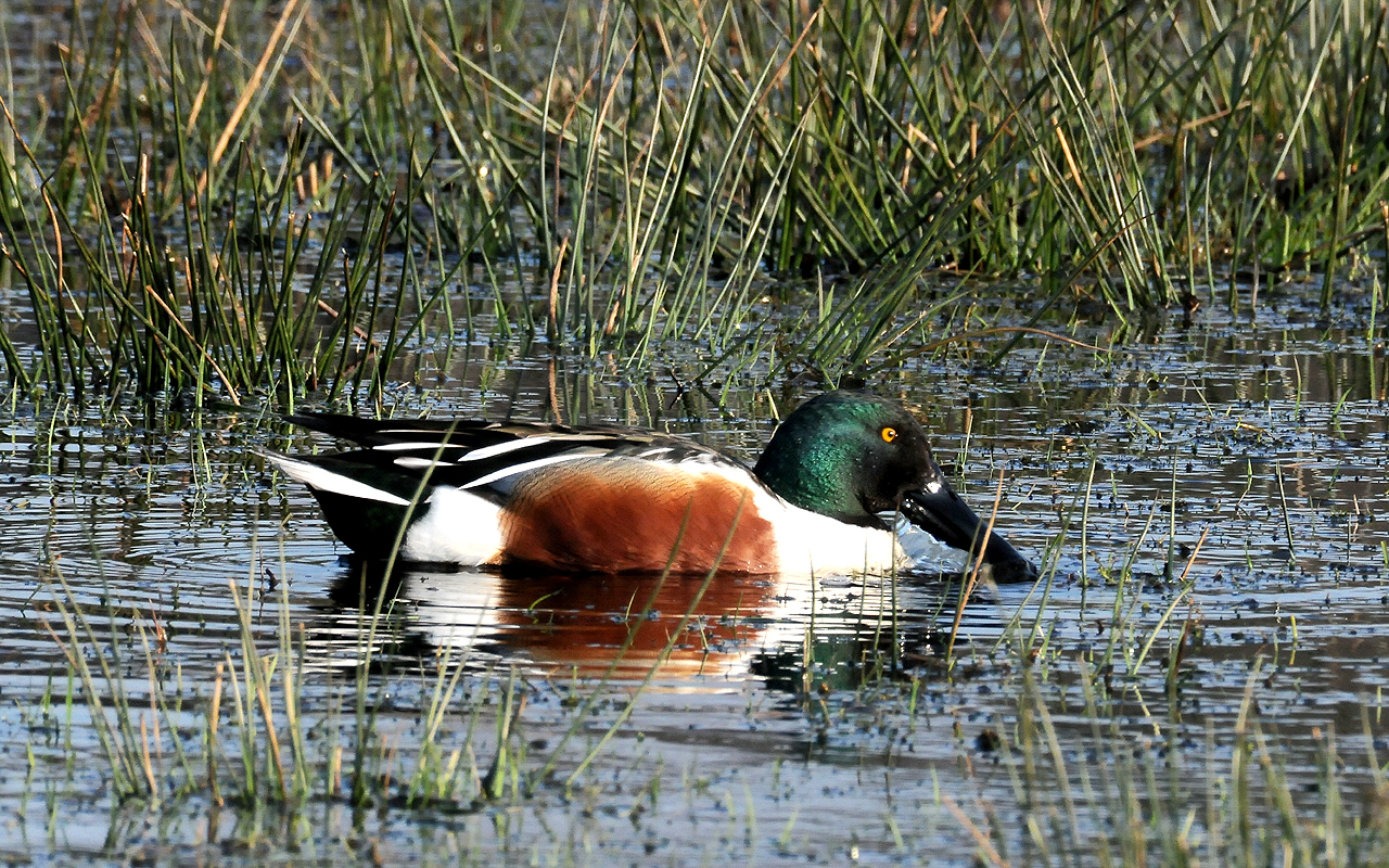Jozef van der Heijden - Natuurfotografie: Slobeend, Bergeend en de Grutto