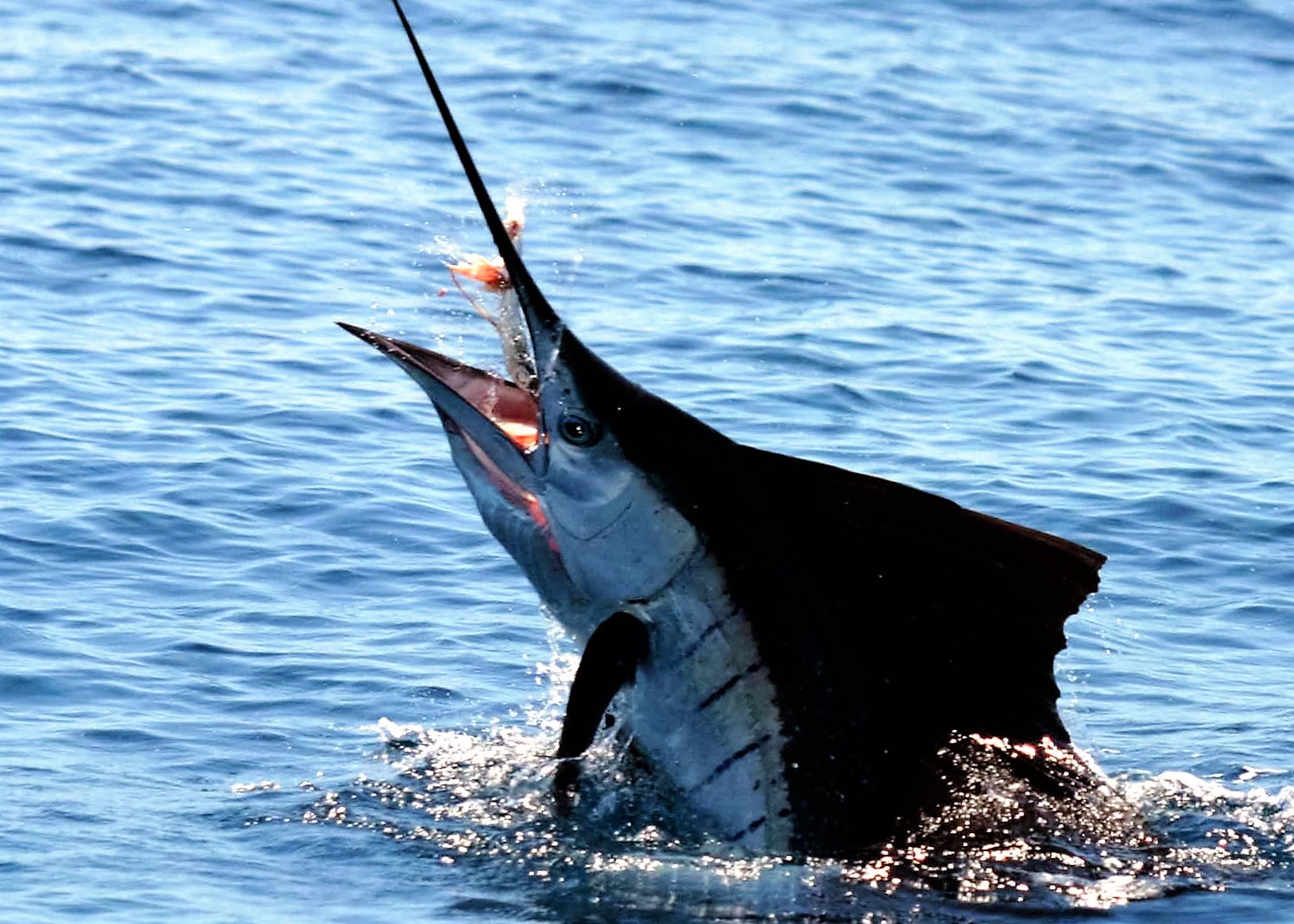 Fieggentrio: Een zeilvis doorboort mond van visser (video)