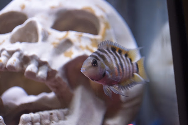 Freshwater Fish: Lobochilotes Labiatus