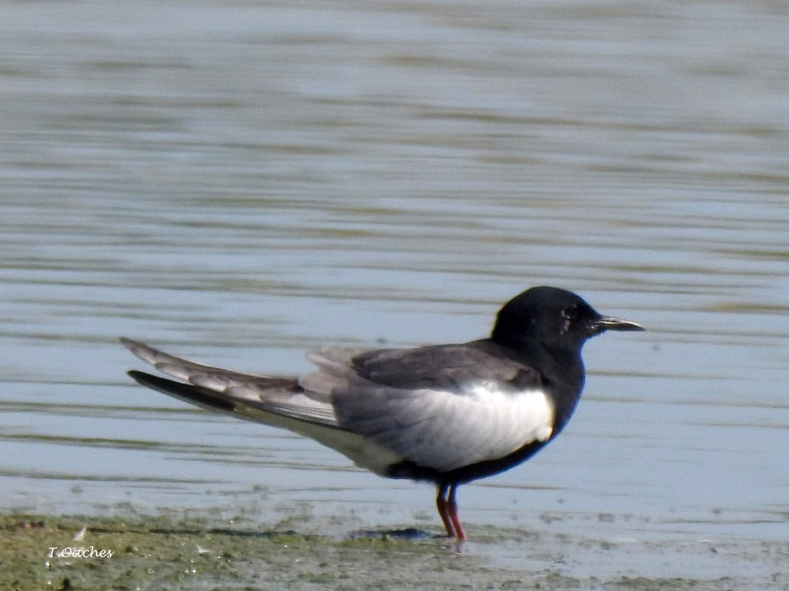 PASARI DIN ROMANIA: CHIRIGHITA CU ARIPI ALBE, Chlidonias leucopterus