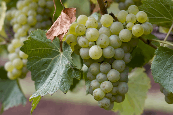 Building Something Beautiful; The Rise of a Signature Chardonnay Style ...