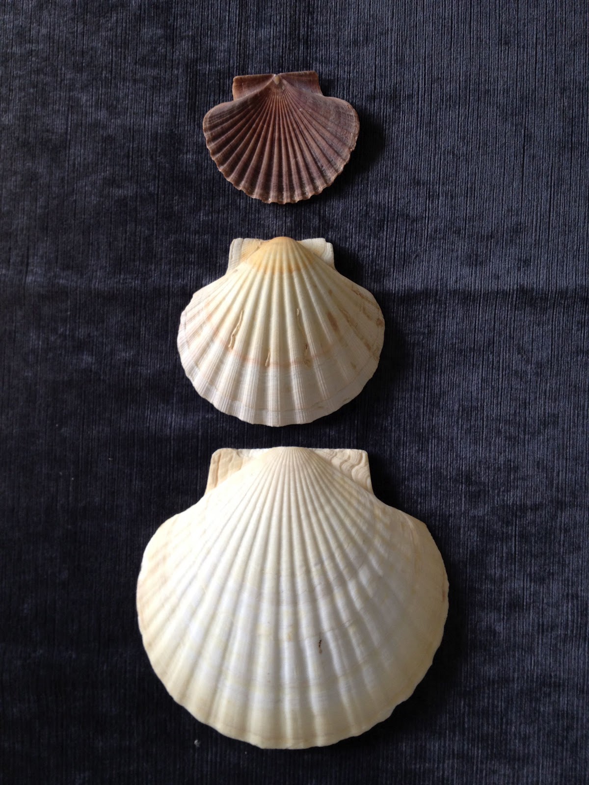 Rela's Journal: Shell Shock