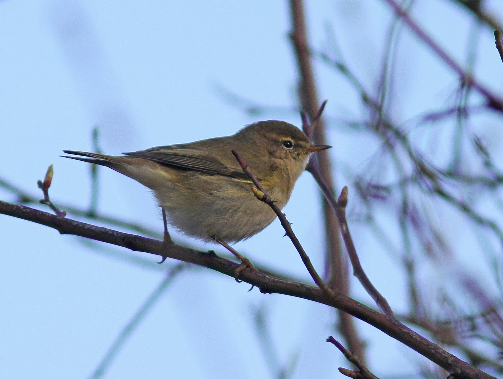Mountain Chiffchaff