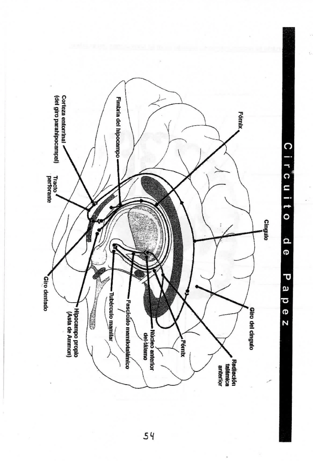 Estudiante de medicina : Apunte de neuroanatomia de Forlizzi Pro