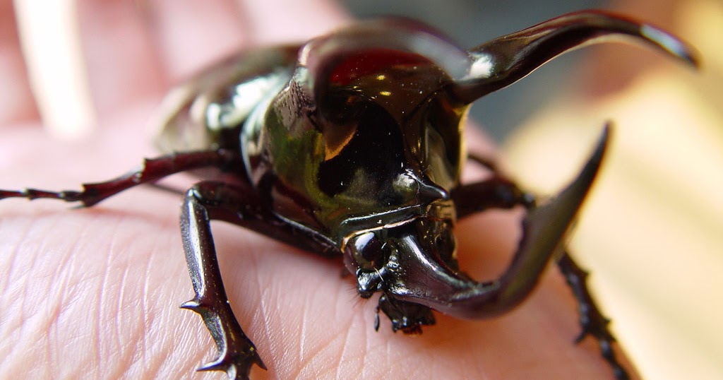 Atlas Beetle - Natural Wonders of The World