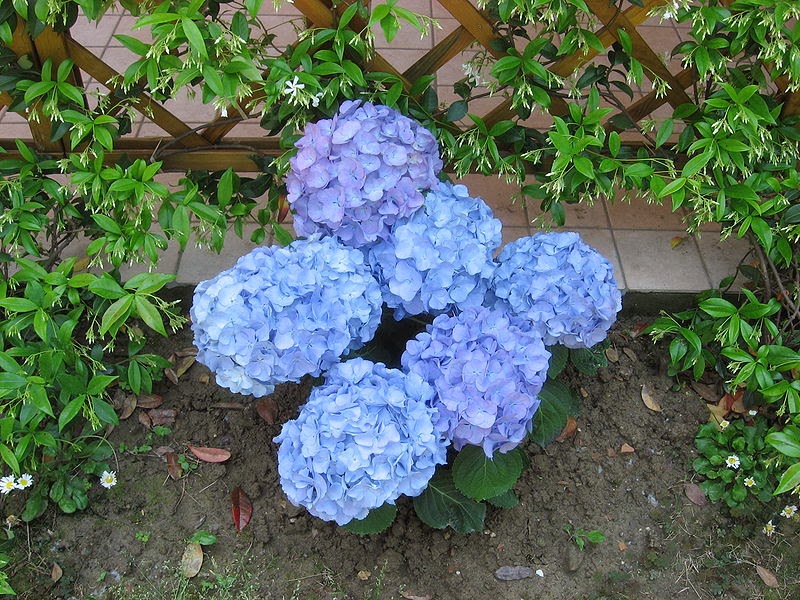 Koleksi Tanaman Hias: Tanaman Bunga Hortensia / Bunga Bokor (Hydrangea)