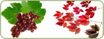 El rincon de cristina: LA VID ROJA