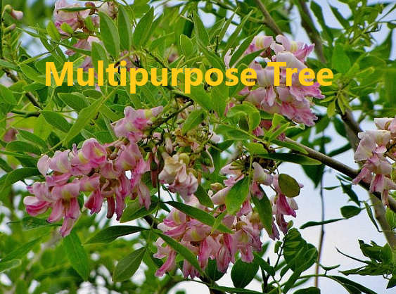 Concept, Characteristics and Benefits/Services of Multipurpose Trees (MPTs)