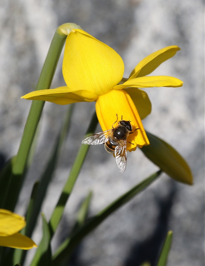 Powell River in Photos: Spring Is Springing
