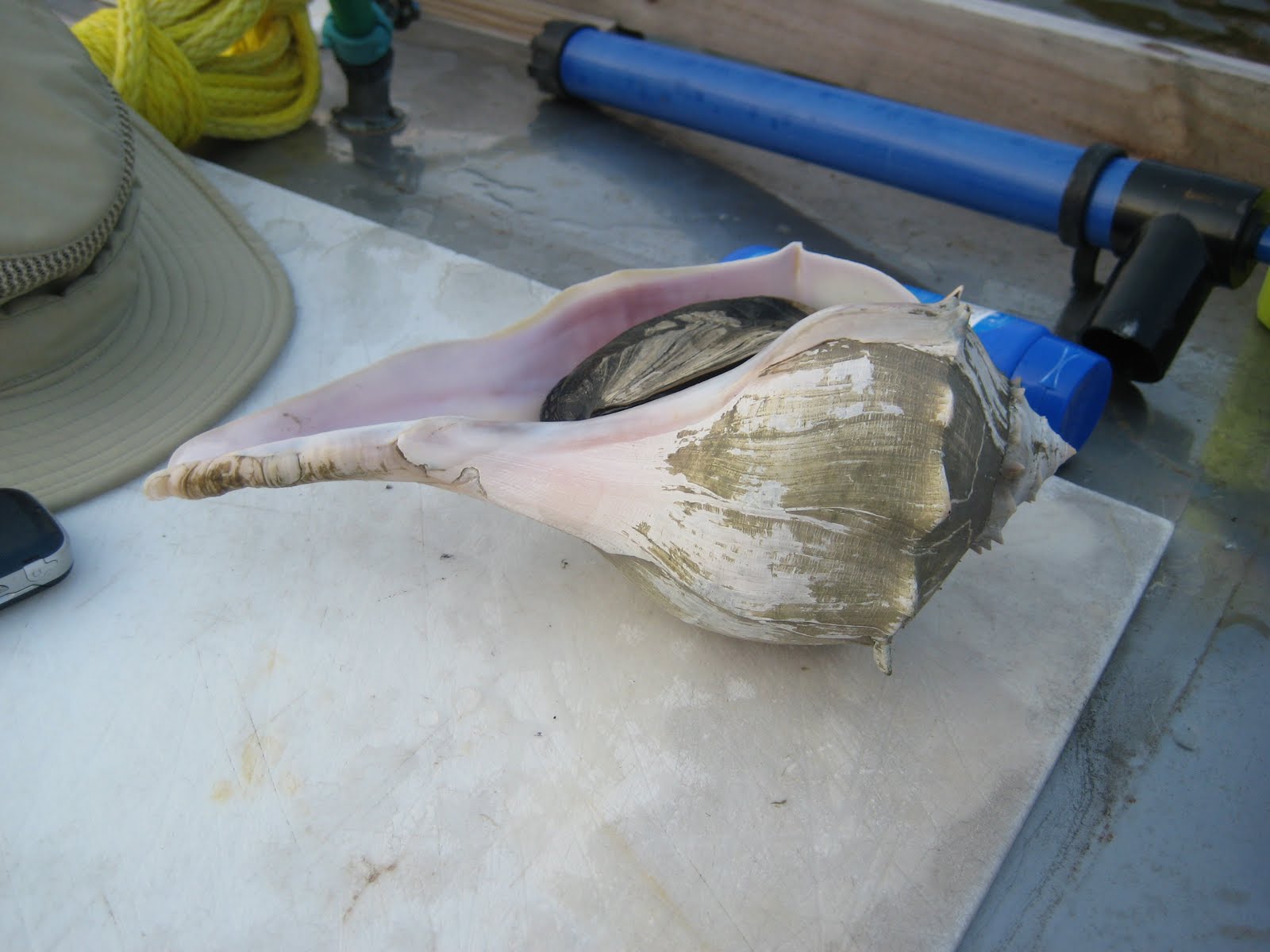 Seashells and Southern Belles: 4th of July/Family Vacation