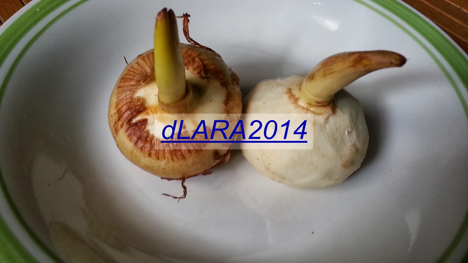 Dunia dLara: Kerepek buah ngaku/arrow head