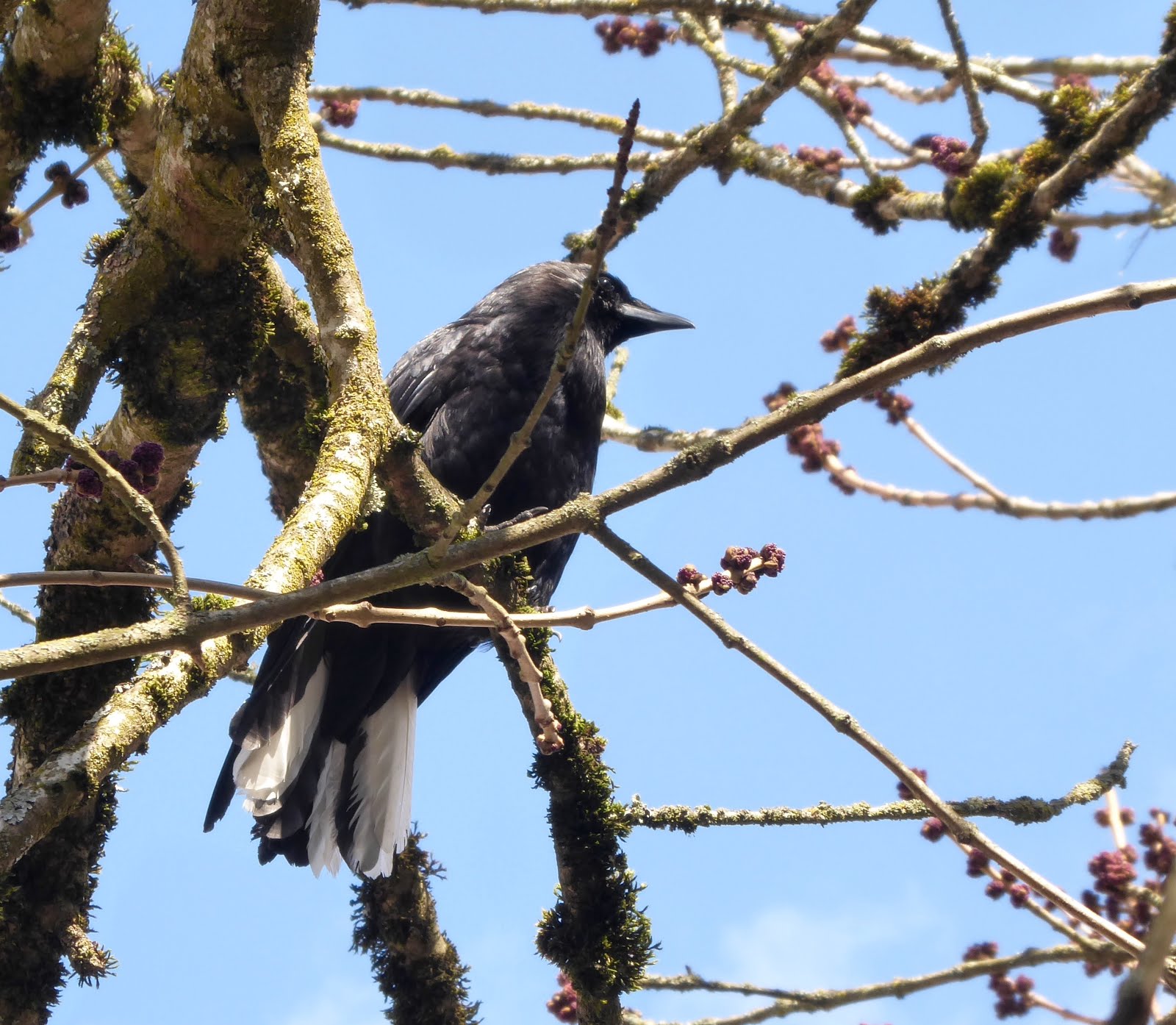 Meet Corn Chip - Murr Brewster