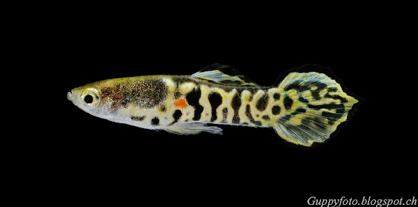 Guppyfoto: Endler Hybrids