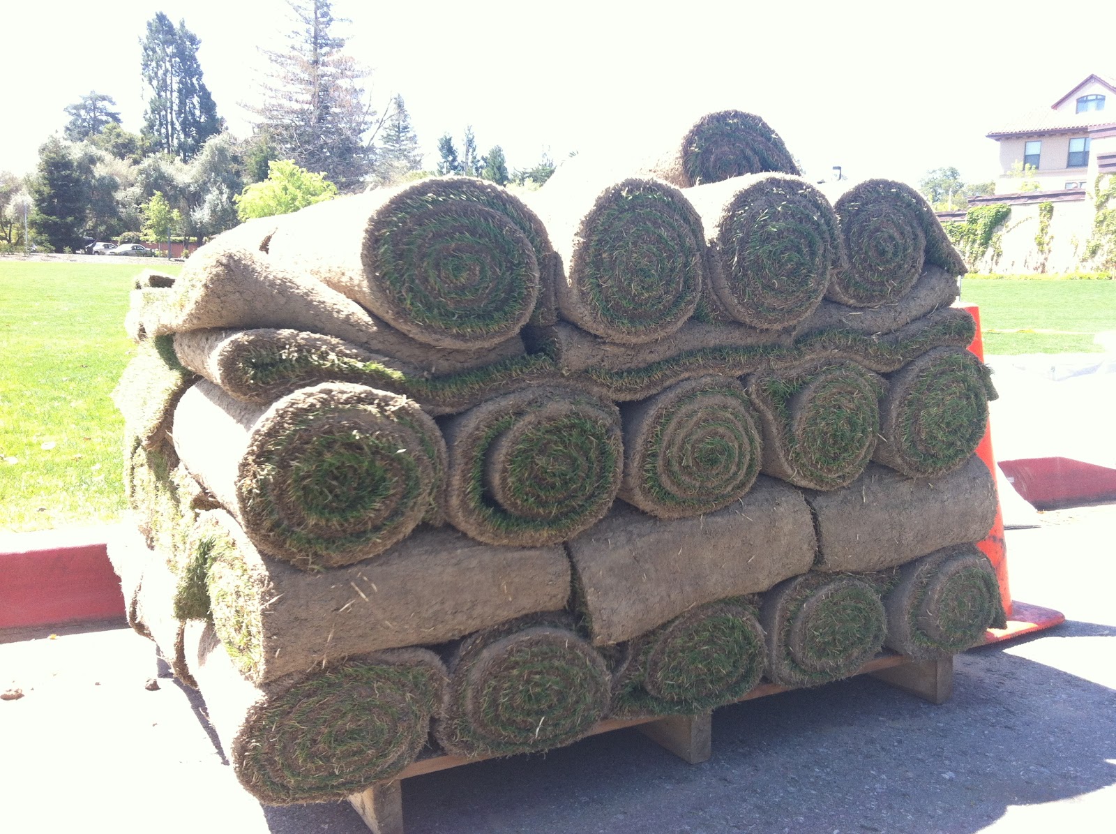 Gazon Rulat Brasov De Cea Mai Buna Calitate In Romania