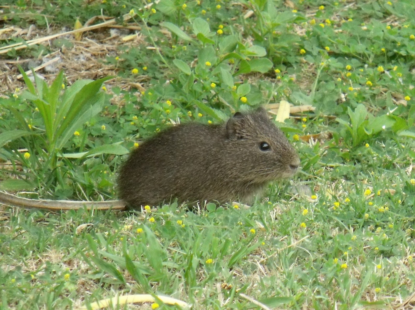 NATURALEZA Y CULTURA: El Cuis Grande