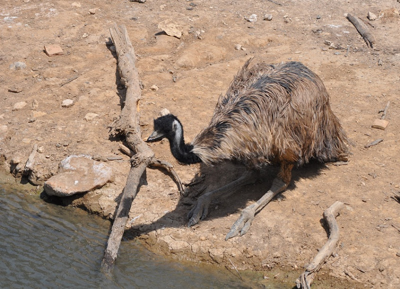 ZOOTOGRAFIANDO (6.100 ANIMALS): EMÚ / COMMON EMU (Dromaius novaehollandiae)