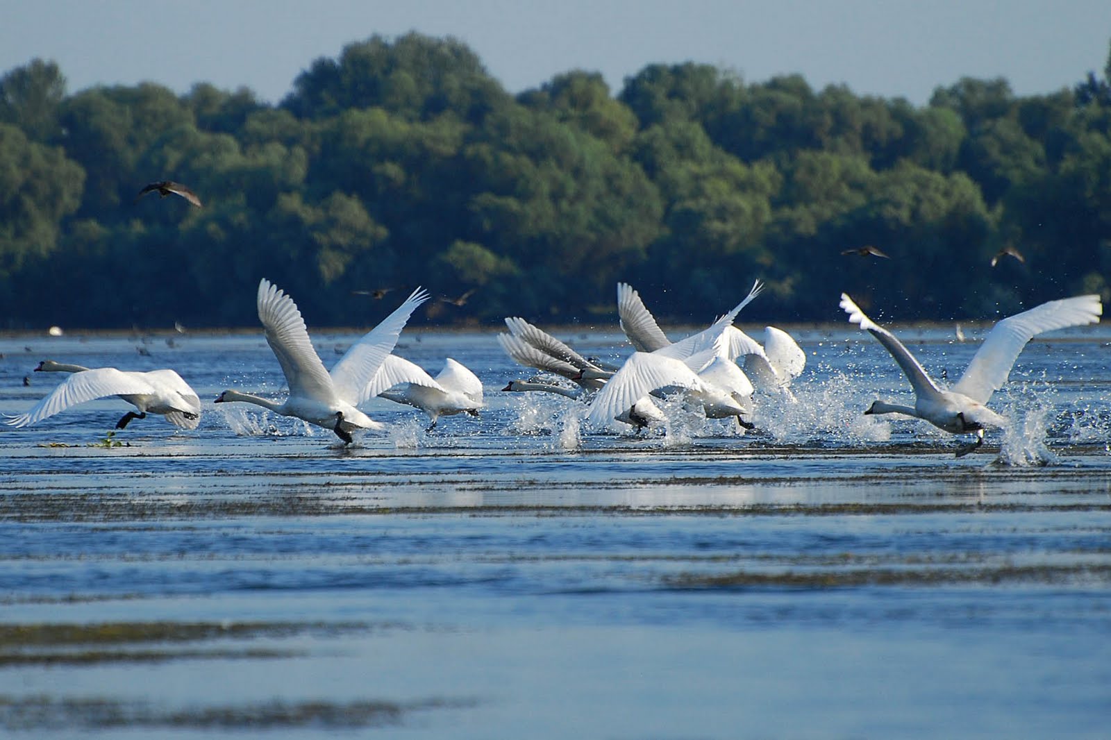 Delta Dunarii: Fauna