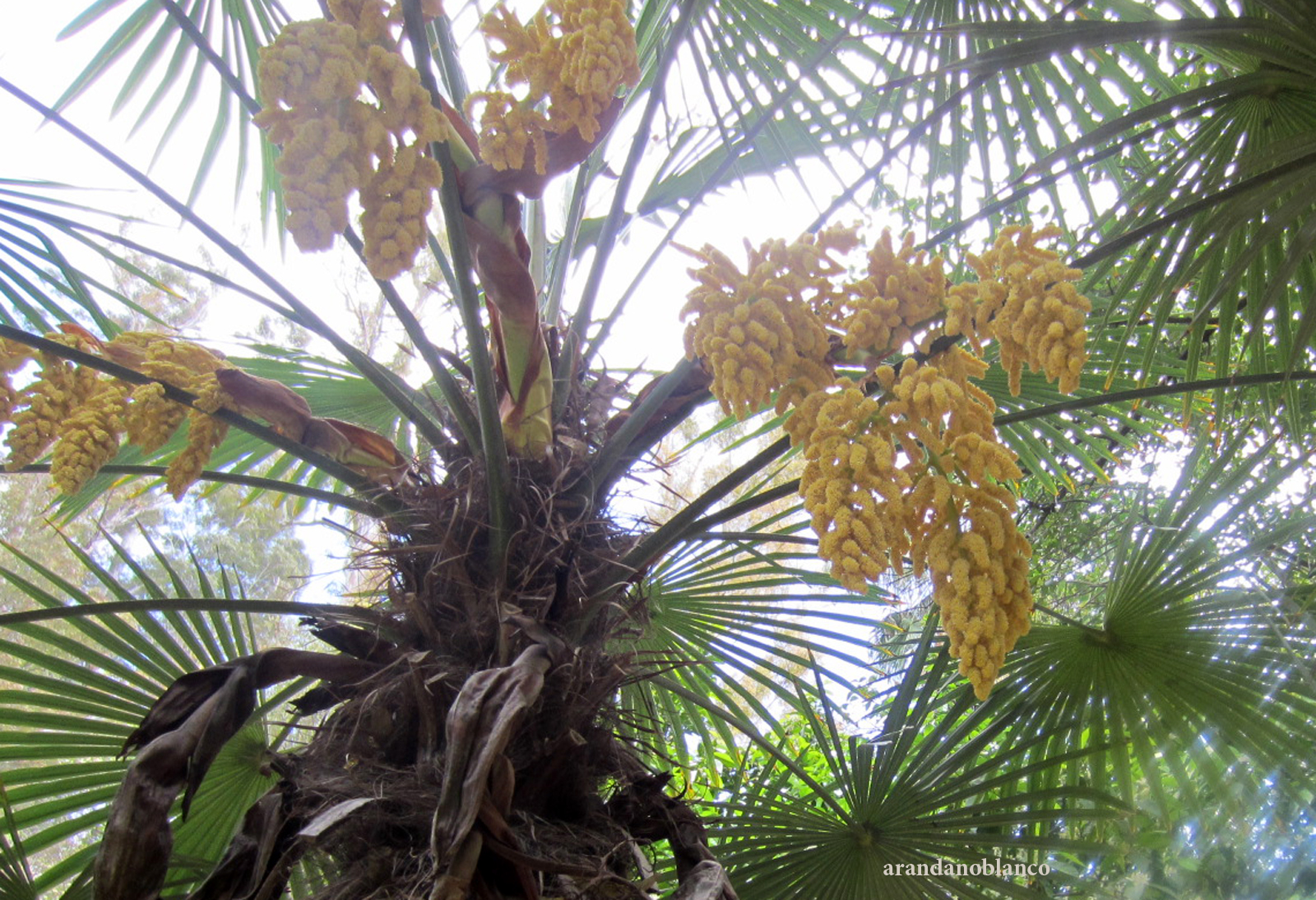 elarbolmiamigo-encinarosa: Palmemra de la fortuna / Trachycarpus ...