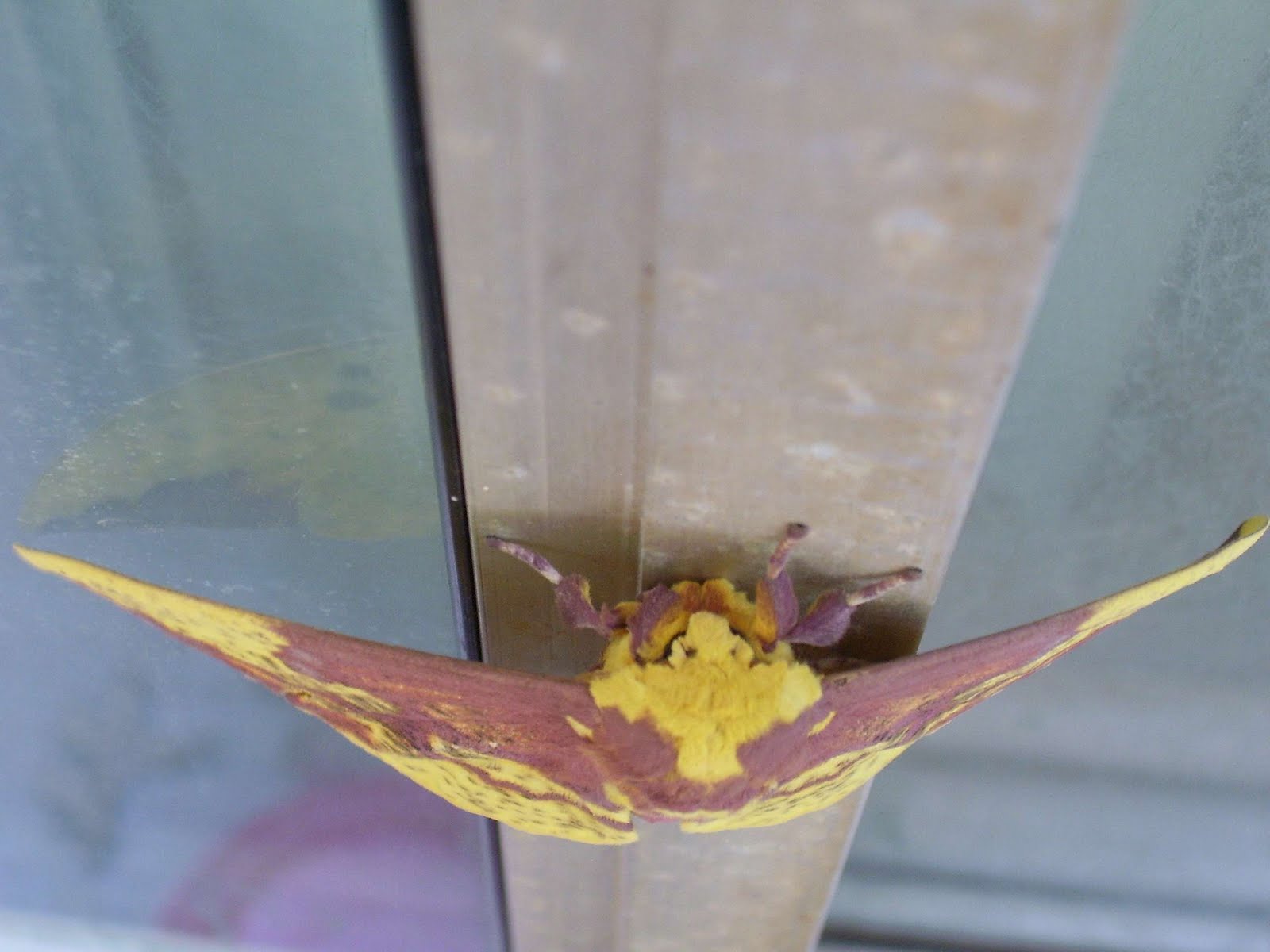 More Grumbine Science: Giant Mutant Imperial Moths