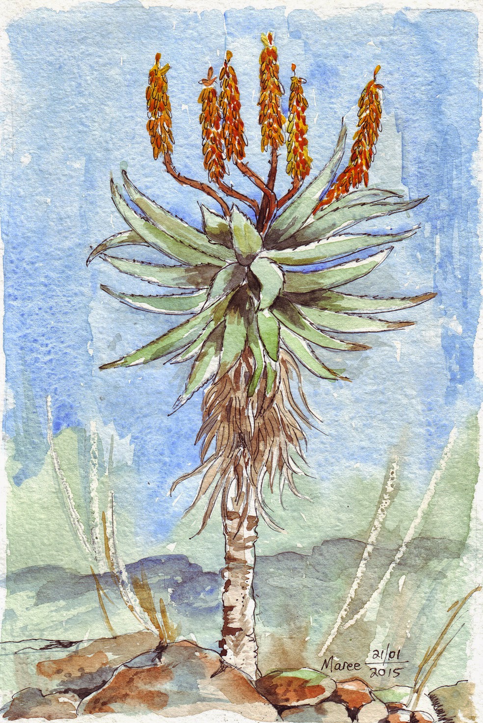 🌿 Tuinmaak in Suid Afrika 🌵: Januarie 2015