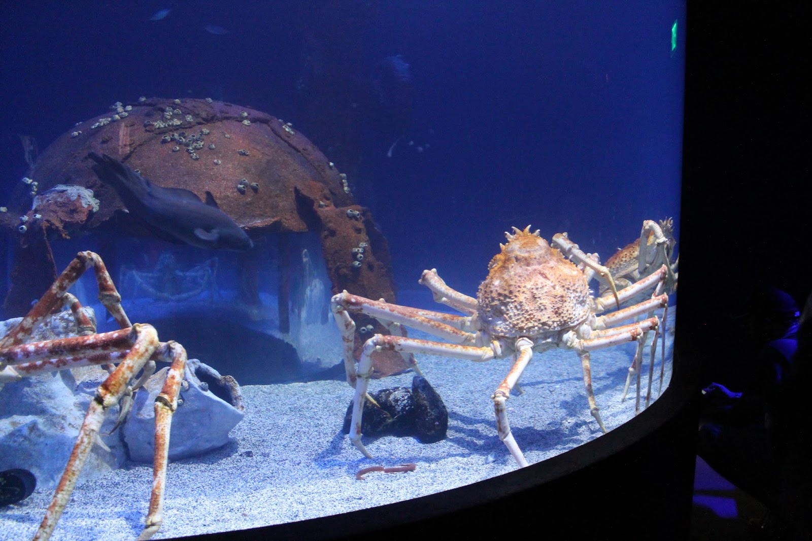 The Missouri Mom: Johnny Morris’ Wonders of Wildlife National Museum ...