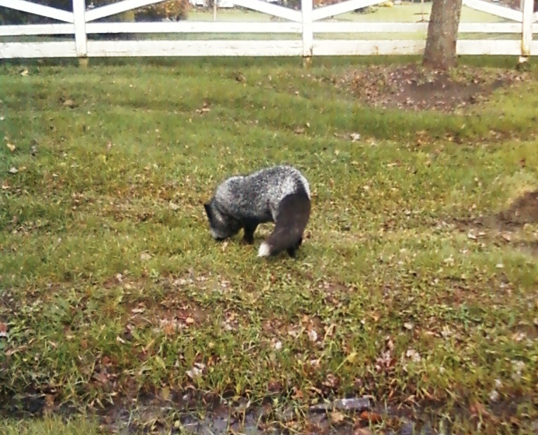Ohio Birds and Biodiversity: A "Silver" Red Fox