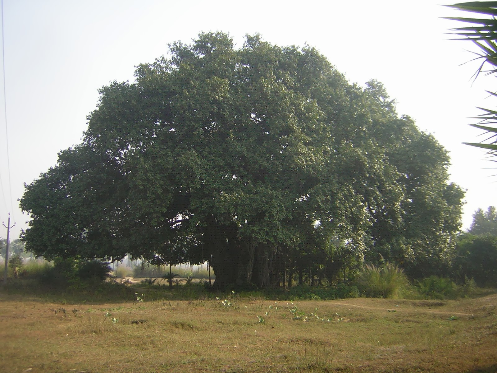 Reecho's Blog: Gajumaru Tree in Gaya