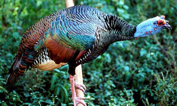 Wild Turkeys Facts And Pictures | All Wildlife Photographs