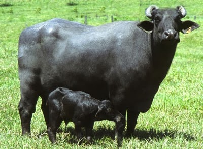 Dairy Farming: Murrah Buffalo Pictures