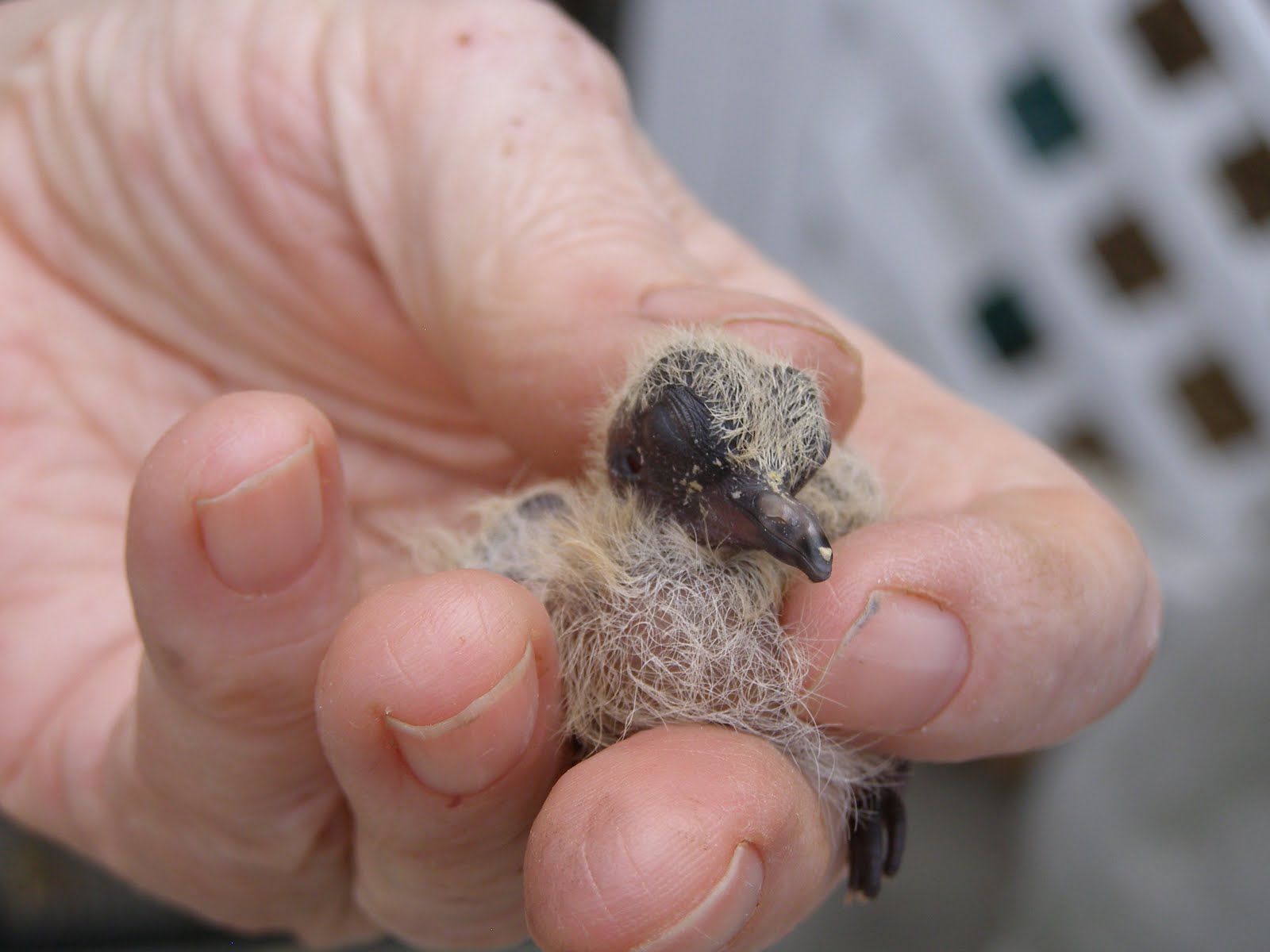 Evelyn's Wildlife Refuge: Baby Mourning Doves