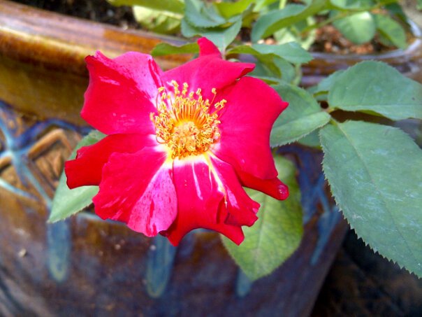 pokok-pokok: Pokok Bunga Ros Jenis Memanjat ( Climbing Rose)