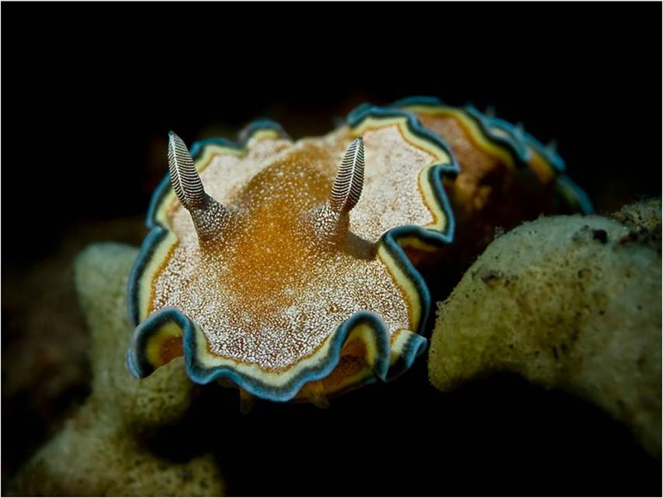 Genexus: 146922 fauna submarina