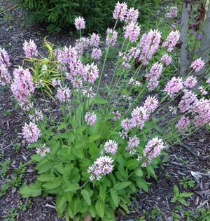Dane County Extension Teaching Garden: Stachys officinalis 'Pink Cotton ...