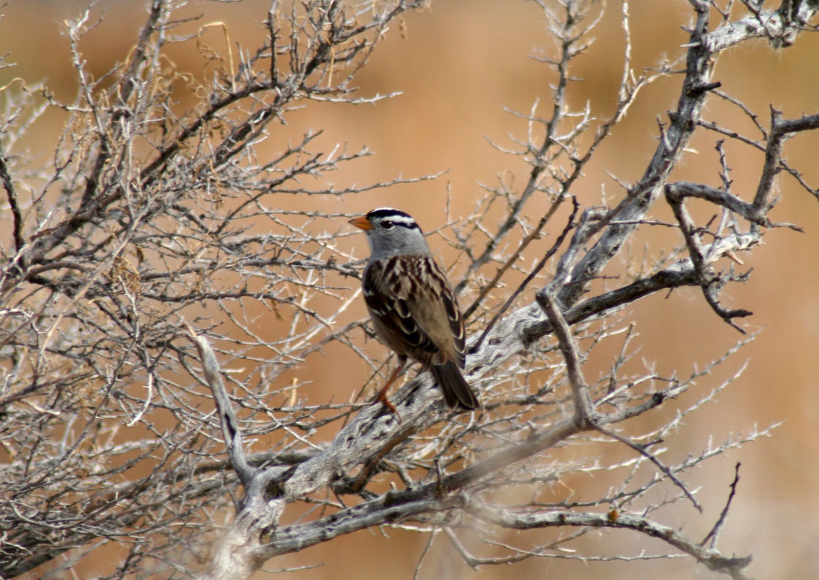 Steve's Bird'n Blog: February 2012 Bird of the Month White-crowned Sparrow