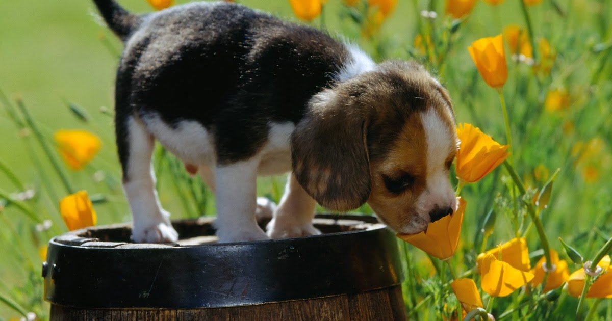 "Make My Way"... Education Canine Passion : des moments de pur bonheur ...