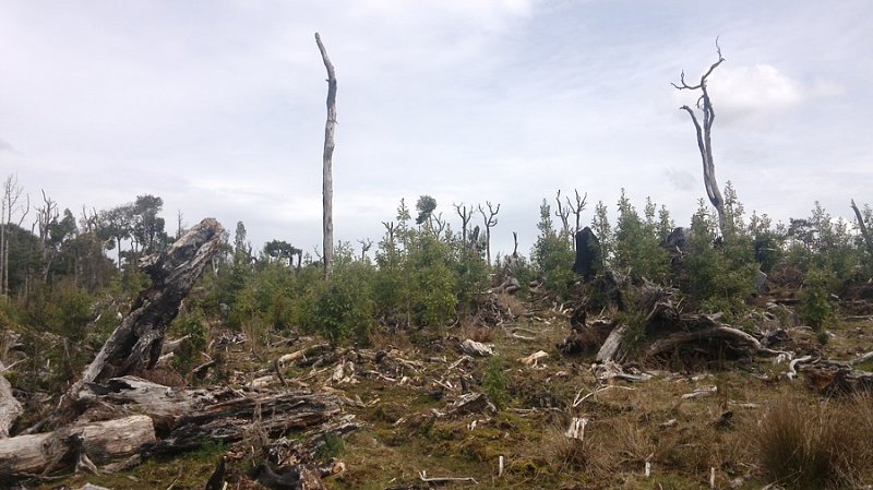 ¿Qué son la degradación forestal y la deforestación?