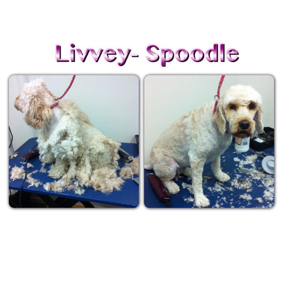 A Day In The Life Of A Dog Groomer: The very ugly side of dog grooming....