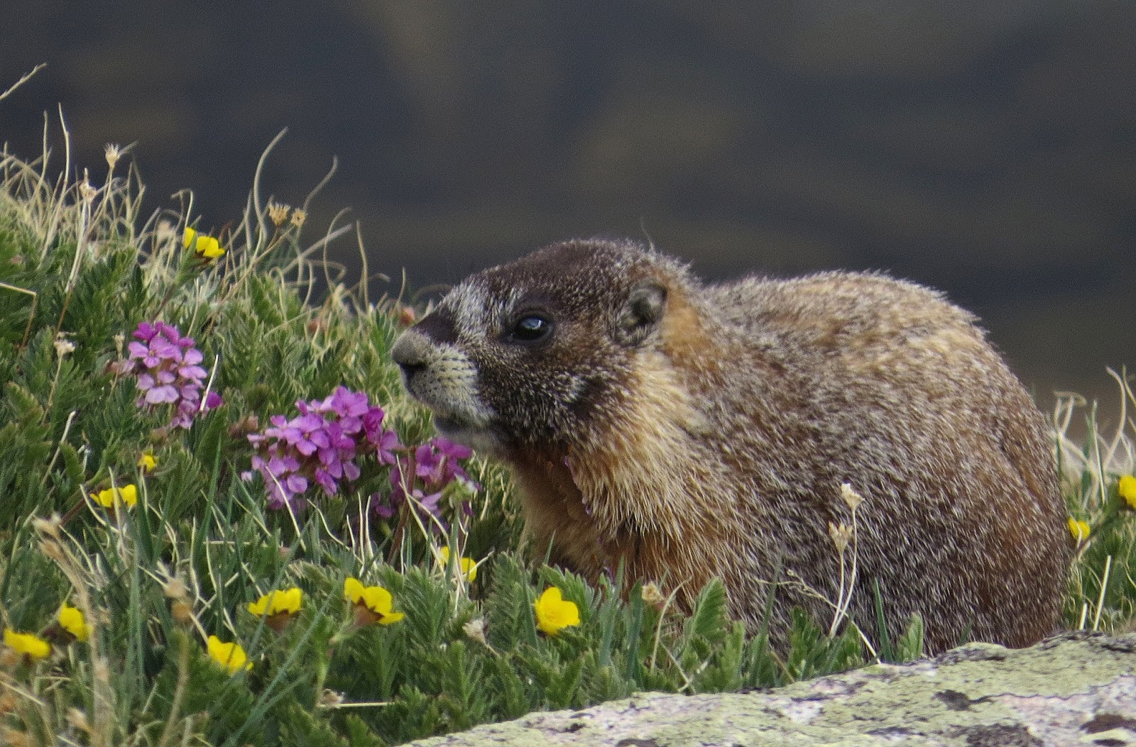Around the Bend: Some Flora and Fauna in the Alpine Rockies