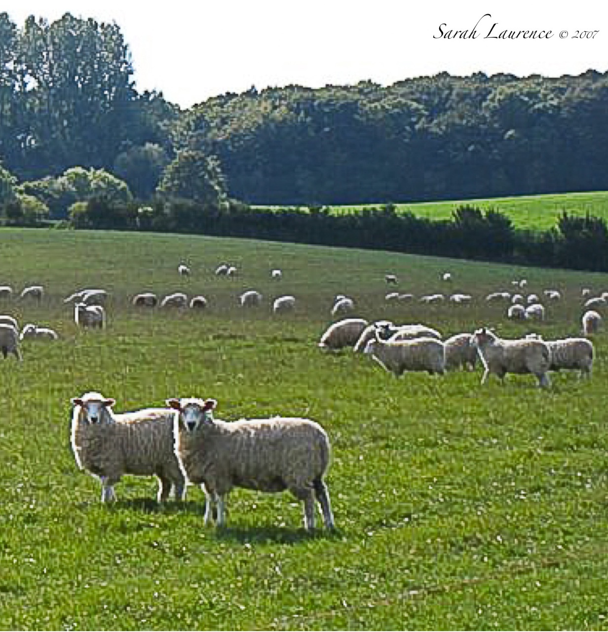 Sarah Laurence: Flight Behavior by Barbara Kingsolver