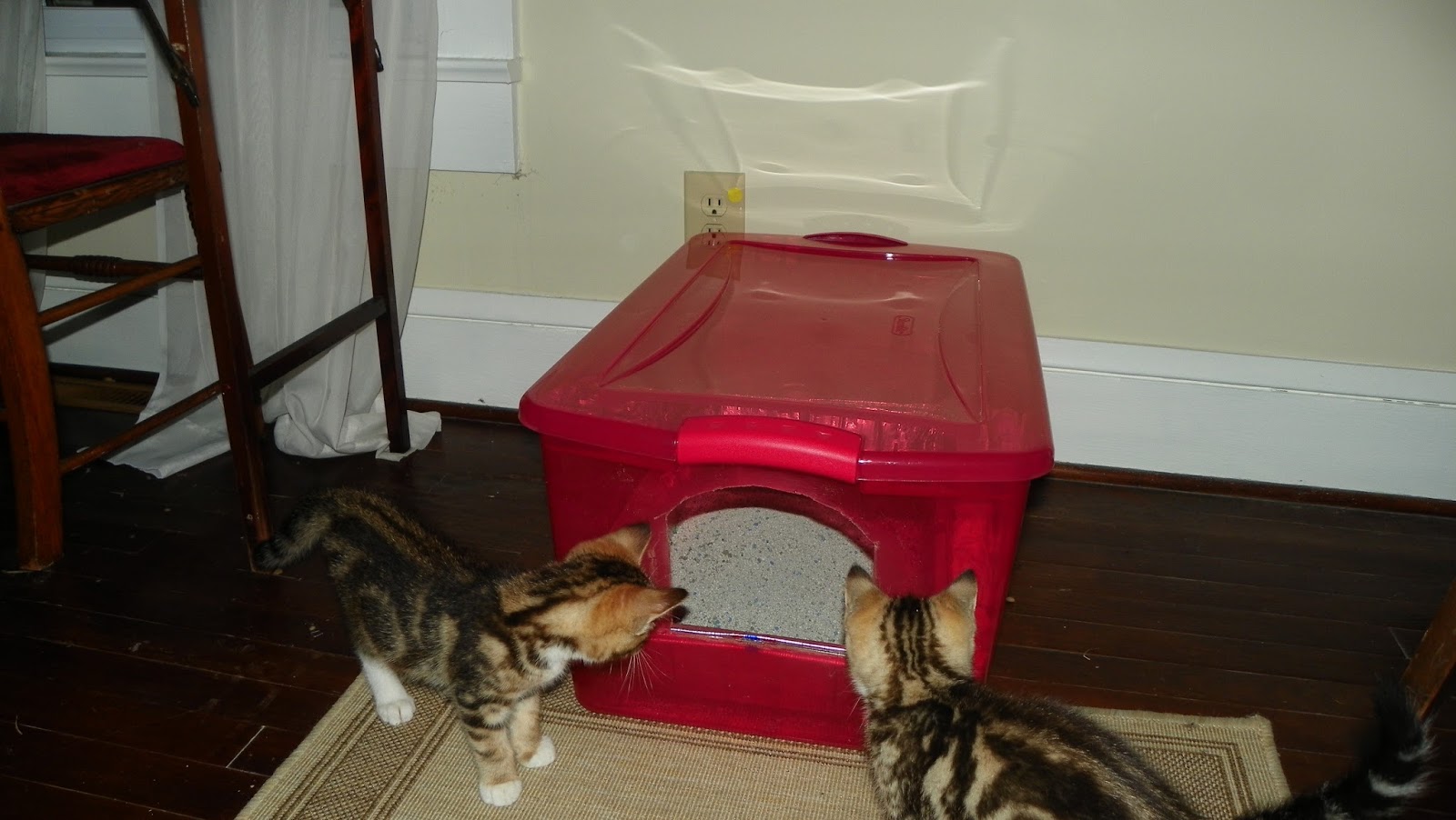 Two Broke Bruces: DIY Litter Box
