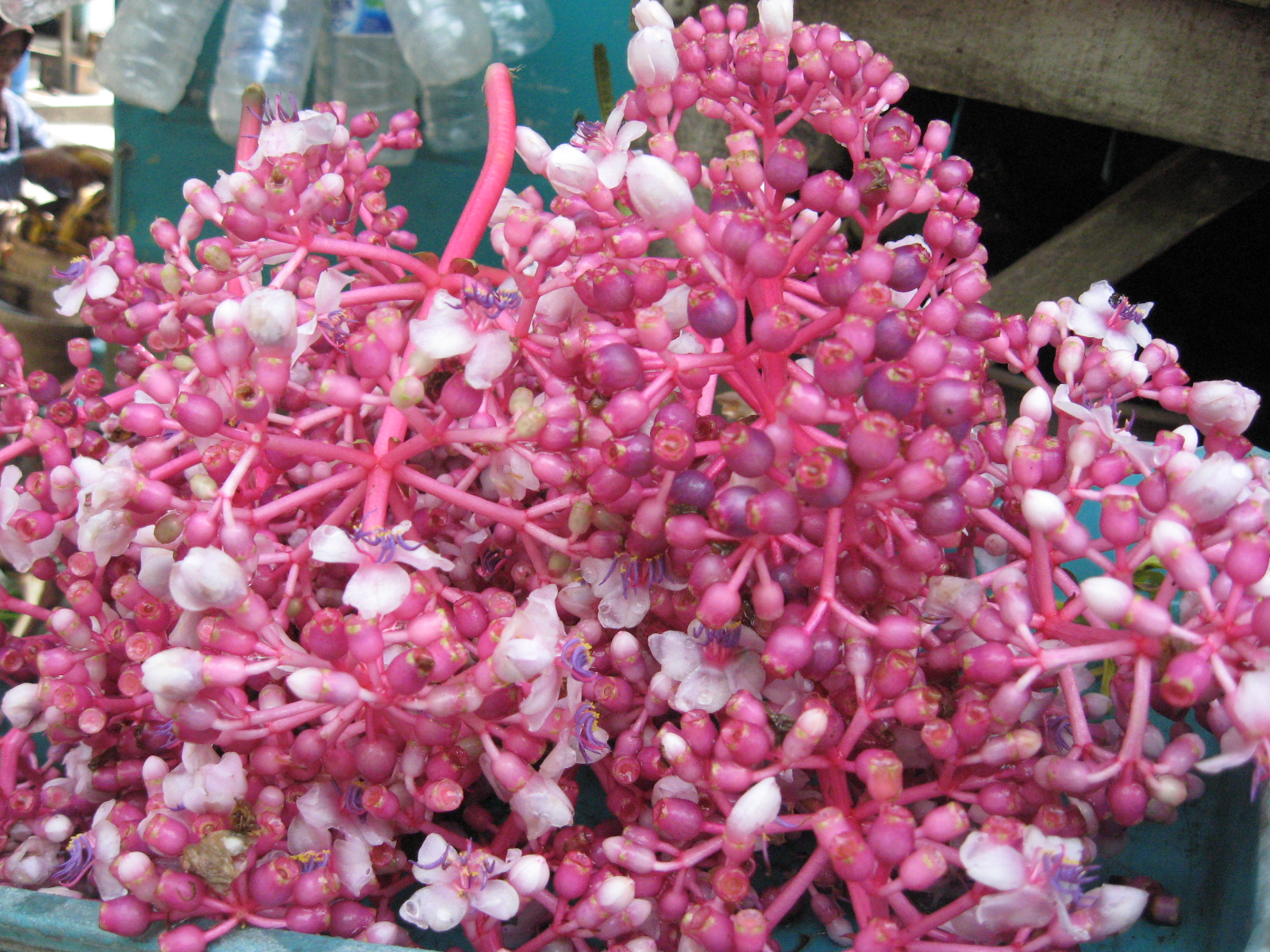 SEKILAS INFO TENTANG BUAH PARIJOTO DAN MITOSNYA