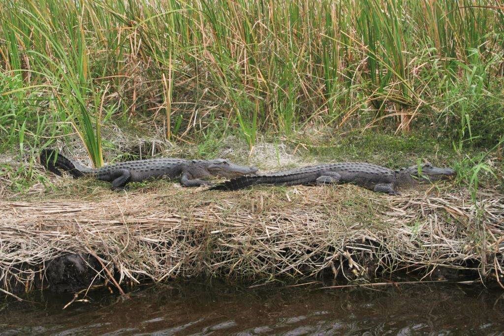 Jane's History Nook : Florida frontier justice: execution by alligator