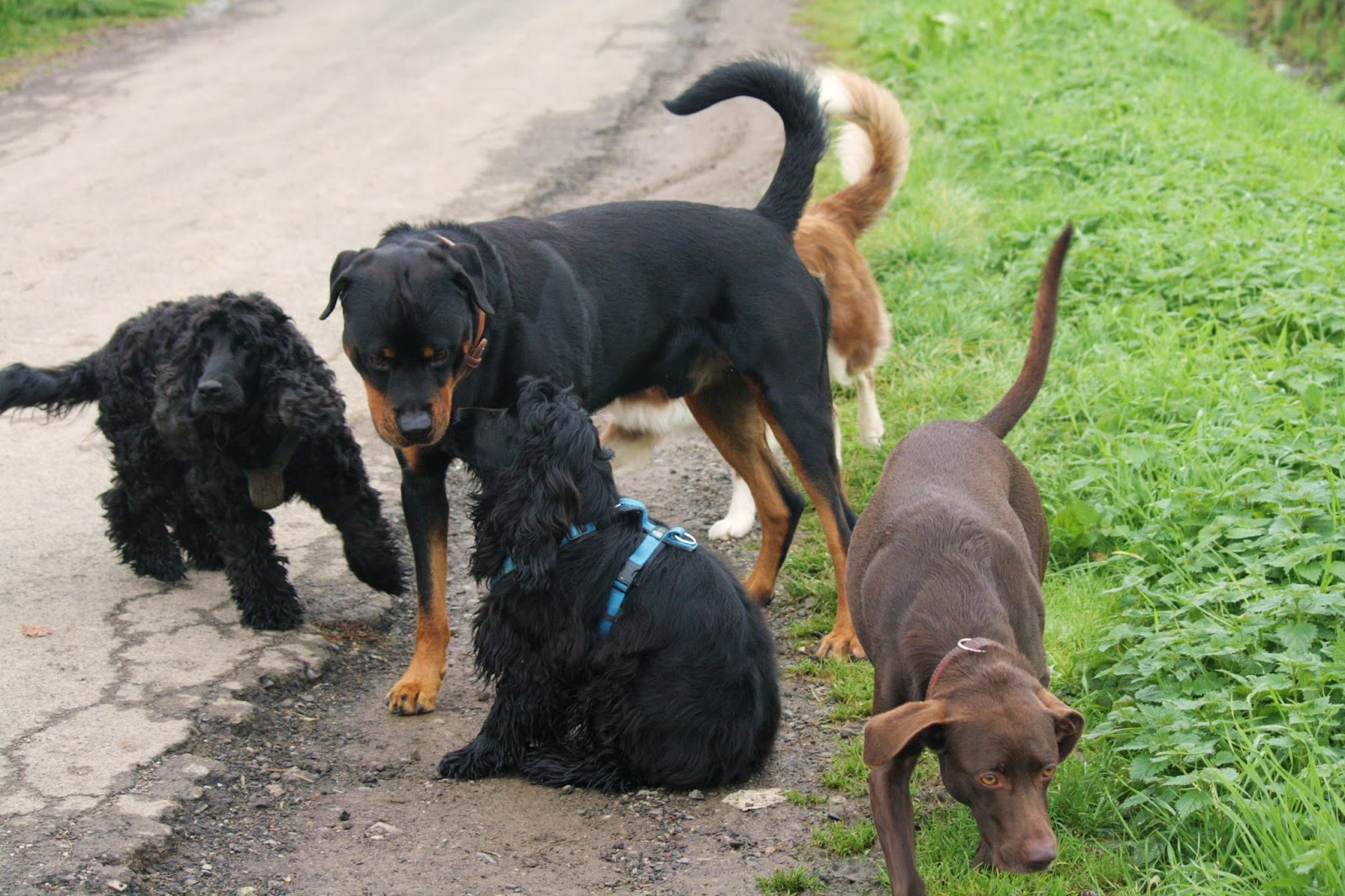 Cocker, Lifestyle and more: [Gassi-geh-Tip] Heute ging es zur ...