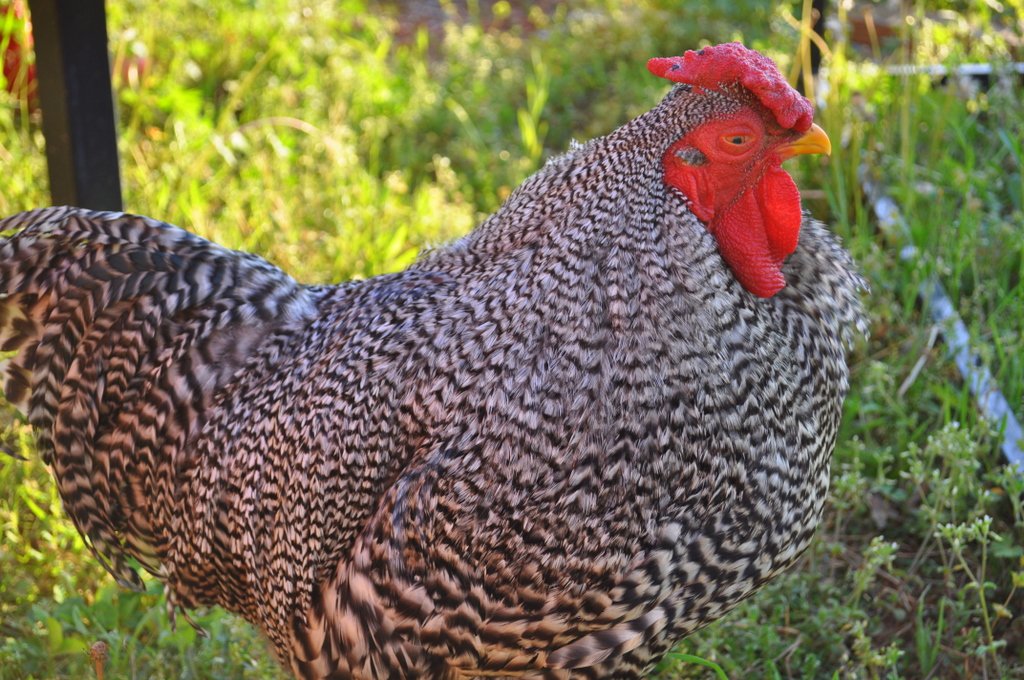 Southern Sunflower Seeds: Chicken Chatter
